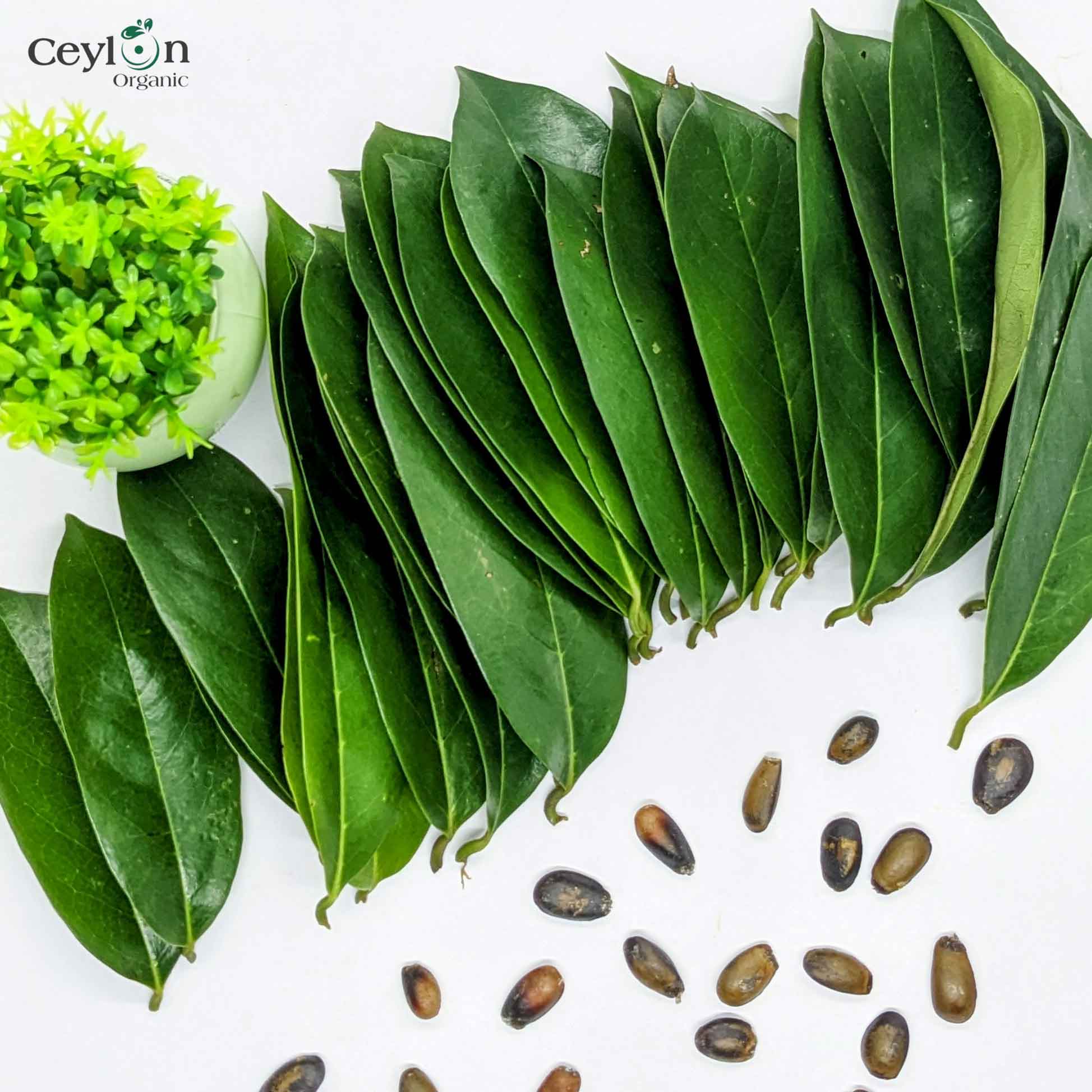 Soursop Leaves Soursop Leaves