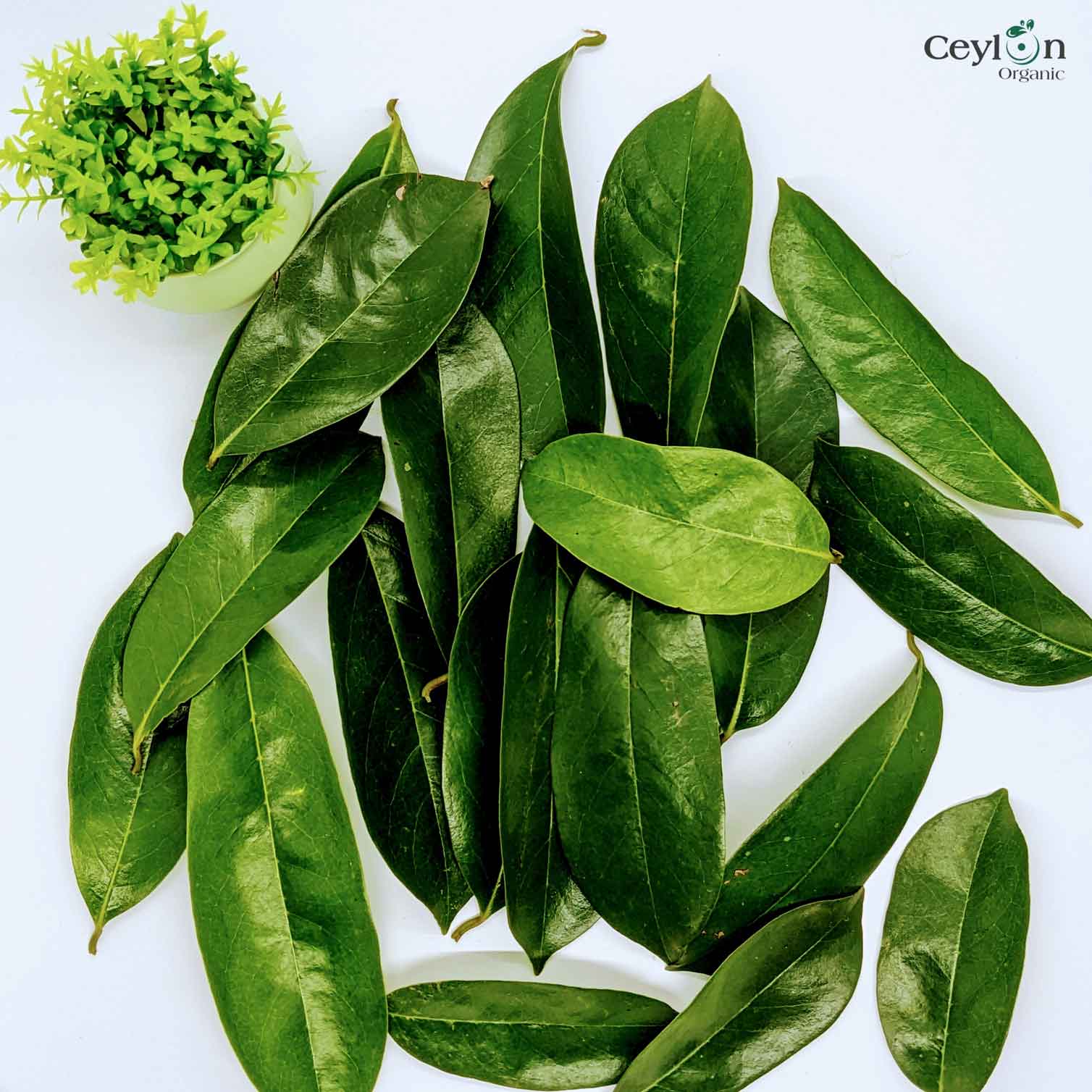 500 Soursop Leaves Dried Soursop Leaves Ceylon Organic 500 Soursop Leaves Dried Soursop Leaves Ceylon Organic